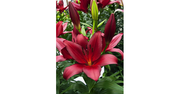 Лилия Мираж (ЛА-гибрид)