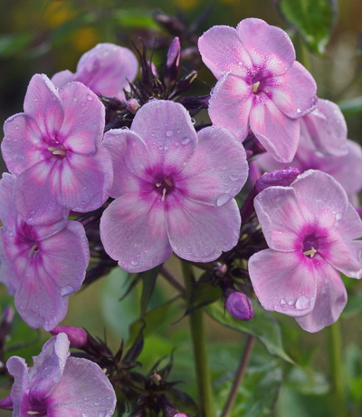 Флокс Рейнбоу Дансер (метельчатый)