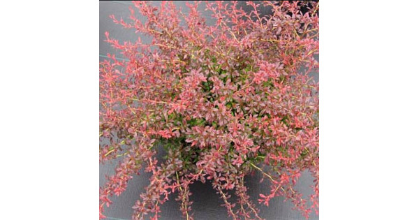 Барбарис Тунберга Оранж Дрим купить с доставкой в интернет магазине ...