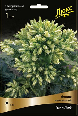 Флокс Грин Лиф (метельчатый) купить в интернет-магазине Чистый Мир.