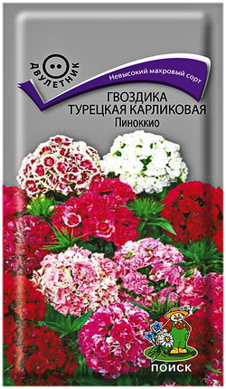 Гвоздика Турецкая карликовая Пиноккио купить с доставкой в магазине ...