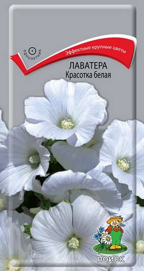 Лаватера Красотка белая купить с доставкой в интернет магазине Чистый Мир.