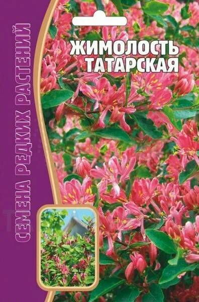Жимолость Татарская купить с доставкой в интернет магазине Чистый Мир