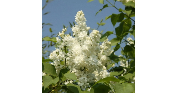 Сирень Советская Арктика купить в интернет-магазине Чистый Мир.