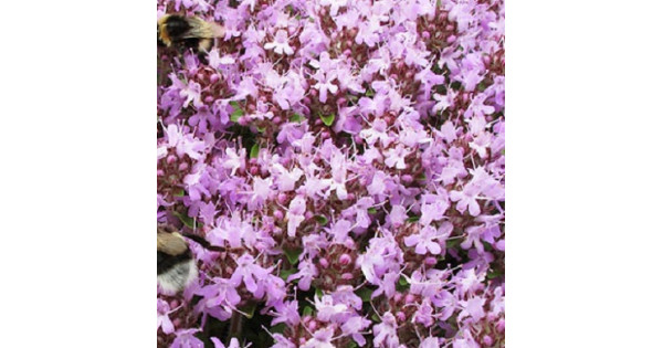 Тимьян в ассортименте купить с доставкой в интернет-магазине Чистый Мир.